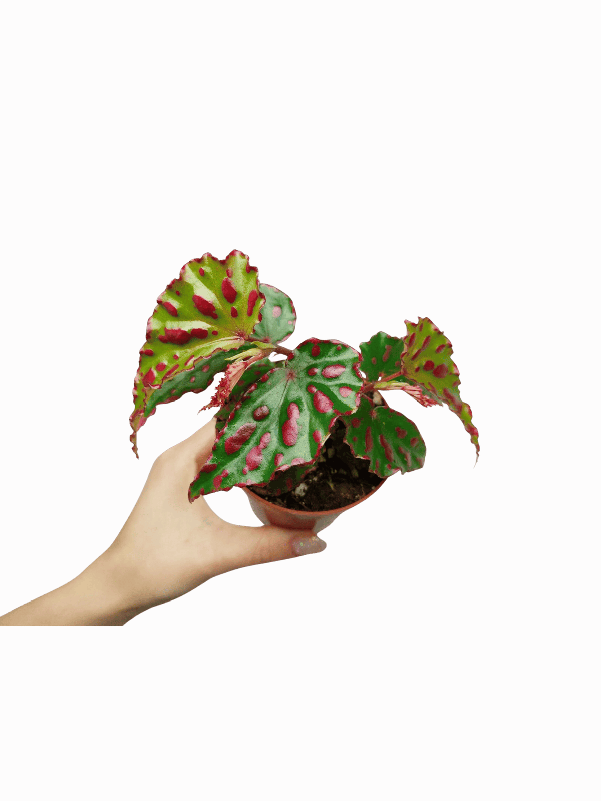 Begonia Pink Dottie – whiteleafplants