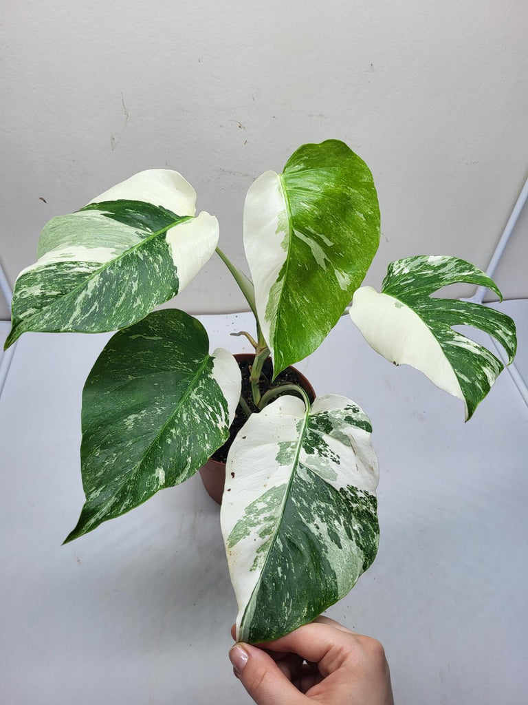Monstera Variegata - preisgünstig – whiteleafplants