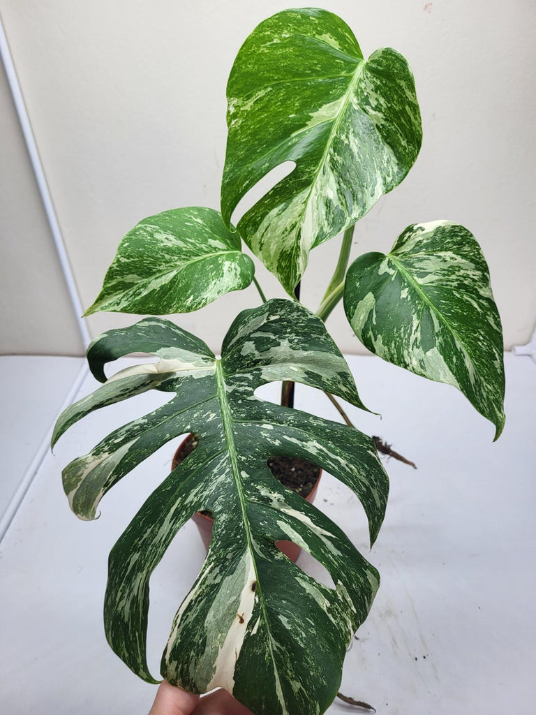 Monstera Variegata - preisgünstig – whiteleafplants