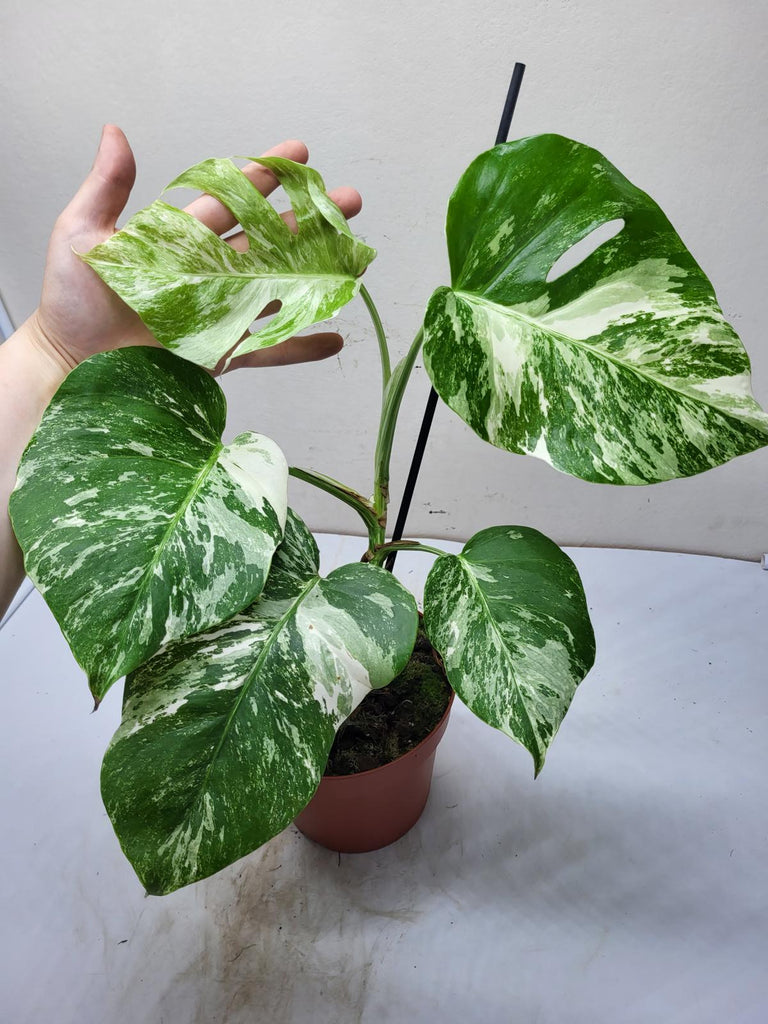Monstera Variegata - preisgünstig – whiteleafplants
