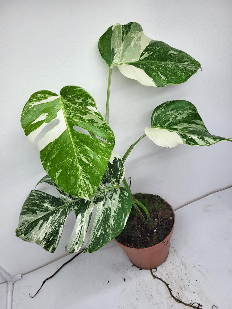 Monstera Variegata - preisgünstig – whiteleafplants